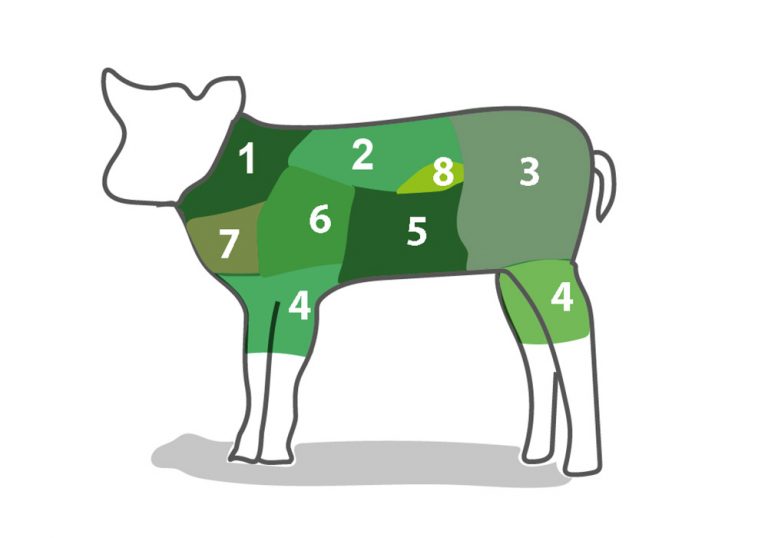 Fleischkunde Kalb – Qualivo Deutschland GmbH